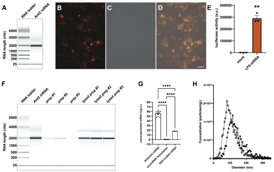 “新”研究发现丨外泌体技术递送mRNA用于新冠疫苗的开发 - 知乎