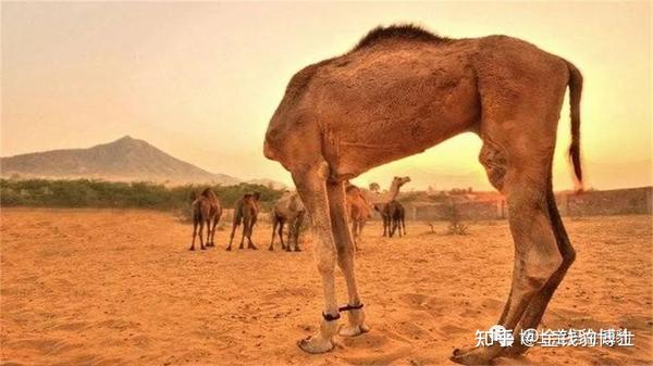 头顶一块布天下我最富 布布不一样且听我来讲 - 知乎