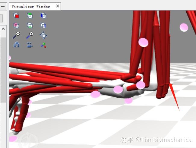 Opensim教程1-肌肉骨骼建模入门 - 知乎