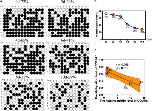 WGBS跟RRBS如何选择？表观DNA甲基化和转录调控结果关联思路 - 知乎
