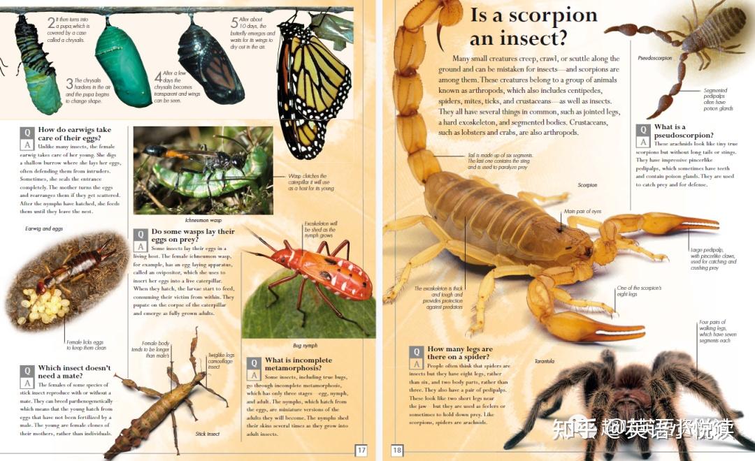 超棒的DK趣味百科书！DK Incredible Insects DK令人惊讶的科学事实:神奇昆虫 - 知乎