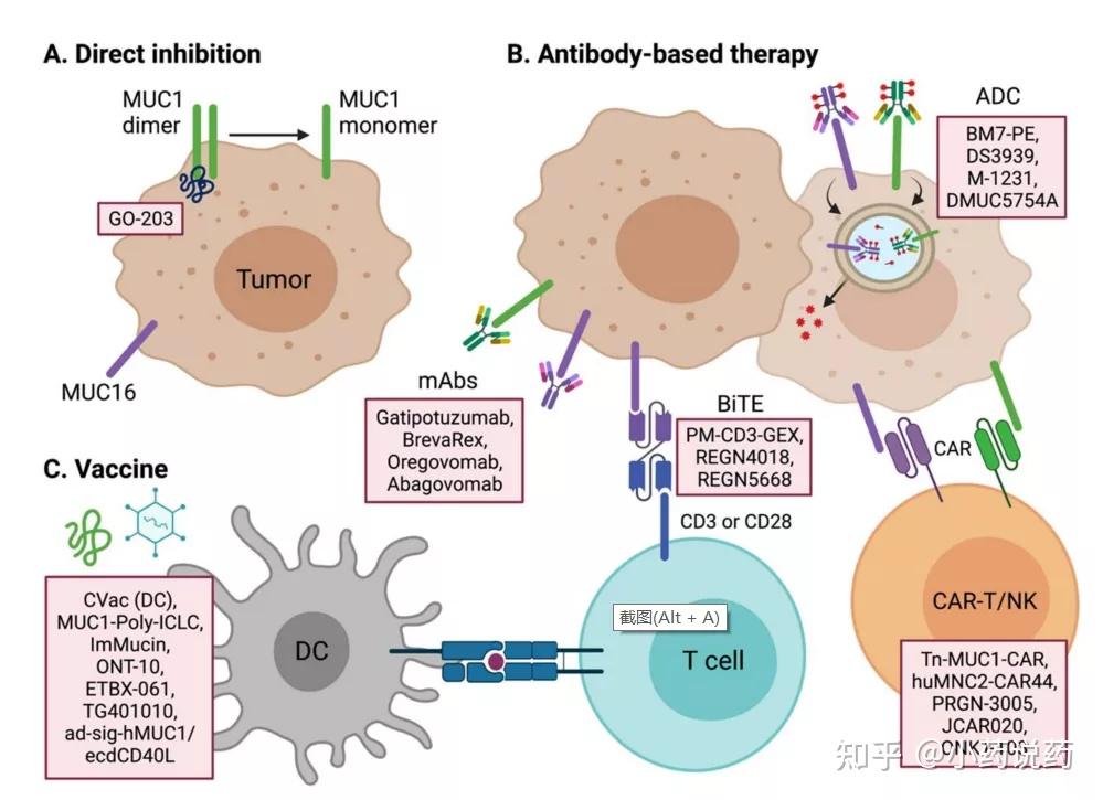 靶点说 | MUC1和MUC16 - 知乎