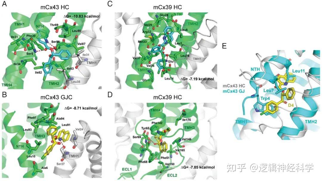 PNAS︱香港城市大学刘俊宇团队揭示连接蛋白半通道在减轻颞叶癫痫发病过程中的神经炎症和过度兴奋的重要作用 - 知乎