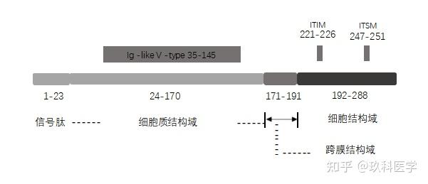 PD-1/PD-L1|国自然肿瘤免疫领域中的热门分子 - 知乎