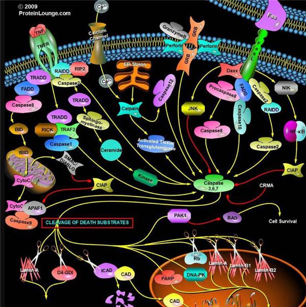 Caspase酶底物和抑制剂有哪些？怎么选？ - 知乎