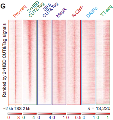 特殊DNA-RNA互作R-loop丰富基因转录的表观调控机制 - 知乎