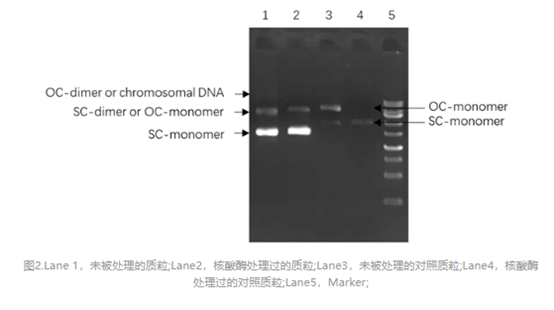 国庆特辑mrna小指南 质粒检测学问多,跟着入门不怕错 知乎