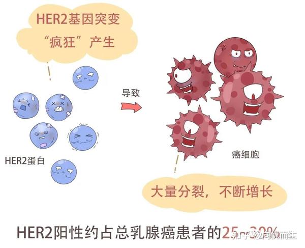 坚持做这些事，HER2阳性乳腺癌也能活得更久，活得更好！ - 知乎
