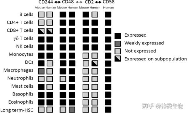 肿瘤免疫靶点 | CD48 - 知乎