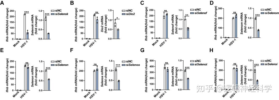 PLoS Pathog︱山东大学贾木天/赵伟团队揭示硒蛋白调控STING激活新机制 - 知乎