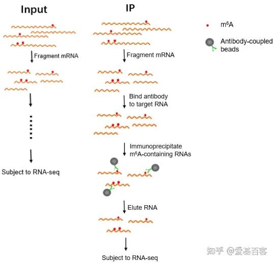 技术贴 | RNA甲基化修饰m6A的检测——MeRIP-seq - 知乎