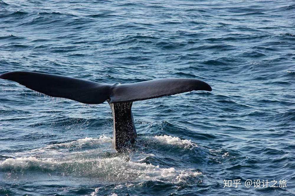 击败BIG等知名事务所，Dorte Mandrup赢得挪威观鲸文化中心项目 - 知乎