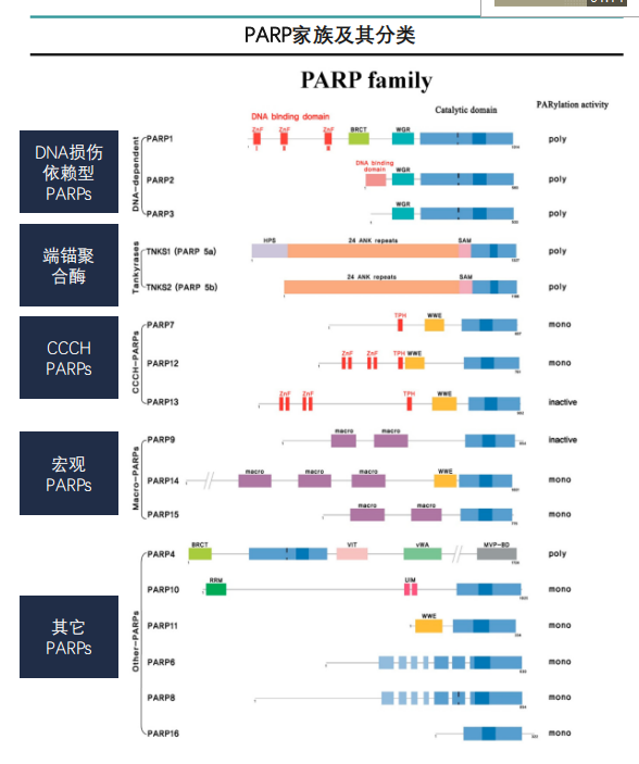 卵巢癌治疗热门药物：PARP抑制剂的作用机理解析 - 知乎
