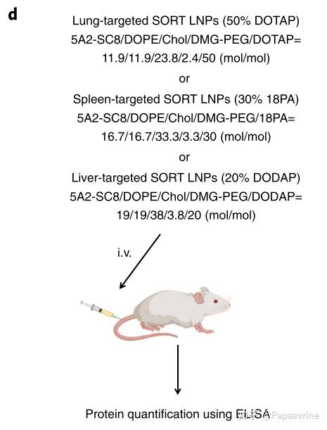 选择性器官靶向（SORT）纳米粒子用于组织特异性mRNA递送和CRISPR/Cas基因编辑（2021.09.07） - 知乎
