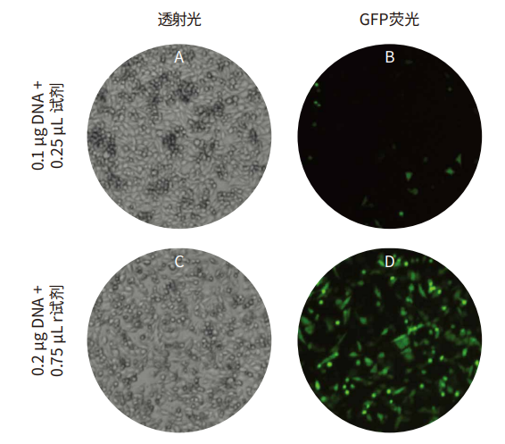 在SpectraMax i3多功能检测平台上进行GFP转染优化 - 知乎
