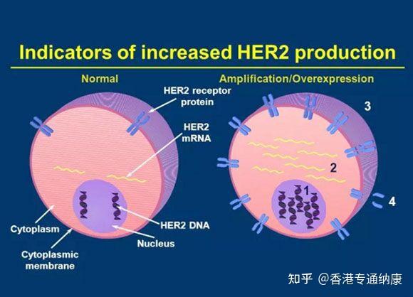 DS8201(Enhertu)中文详细说明书国内上市了吗用药配置溶解方法 - 知乎