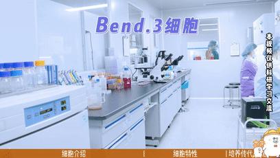 Bend.3细胞培养，小鼠脑微血管内皮细胞培养攻略-丰晖生物 - 知乎