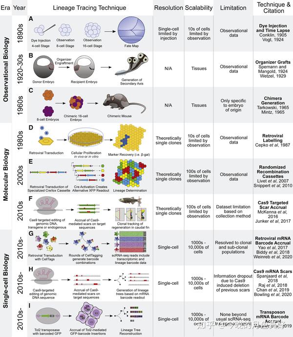 Next-Generation Lineage Tracing and Fate Mapping to Interrogate ...