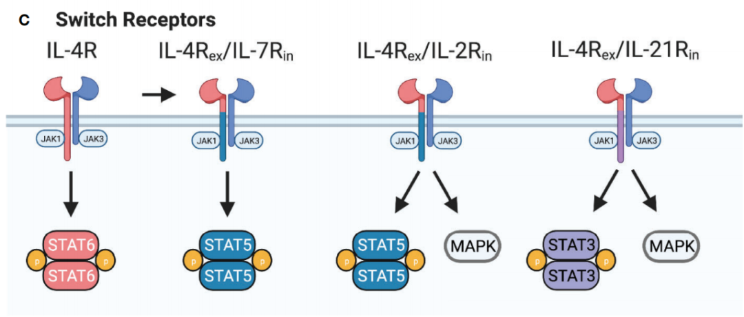 逐典分享丨细胞因子在CAR-T治疗中的应用 - 知乎