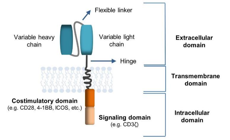 CAR疗法：从CAR-T到CAR-NK和CAR-M - 知乎