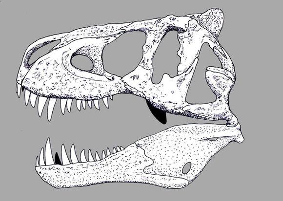【转】霸王龙头骨较完整个体一览 - 知乎