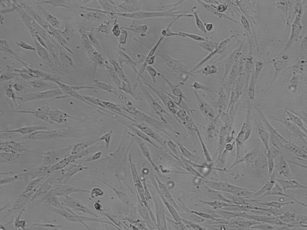 Polyplus转染试剂jetMESSENGER的作用有哪些呢？ - 知乎