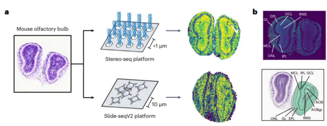 Nat Comput Sci｜张世华课题组开发生物组织多切片空间转录组数据整合新工具-STAligner - 知乎