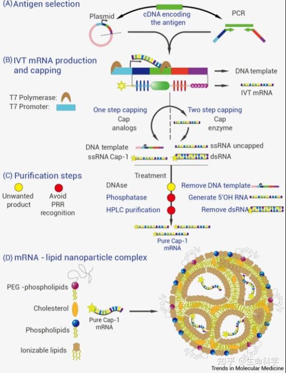 mRNA疫苗不止于新冠疫苗 - 知乎