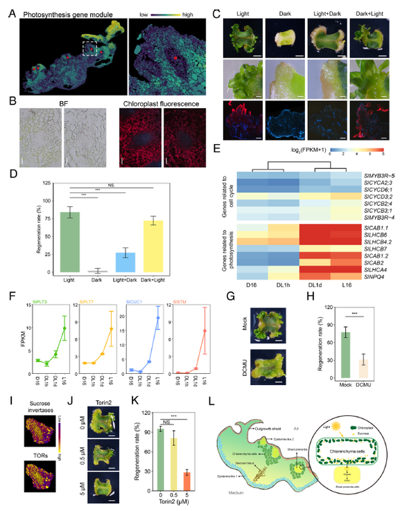 PNAS | Stereo-seq揭示番茄愈伤组织的芽再生空间转录组图谱 - 知乎