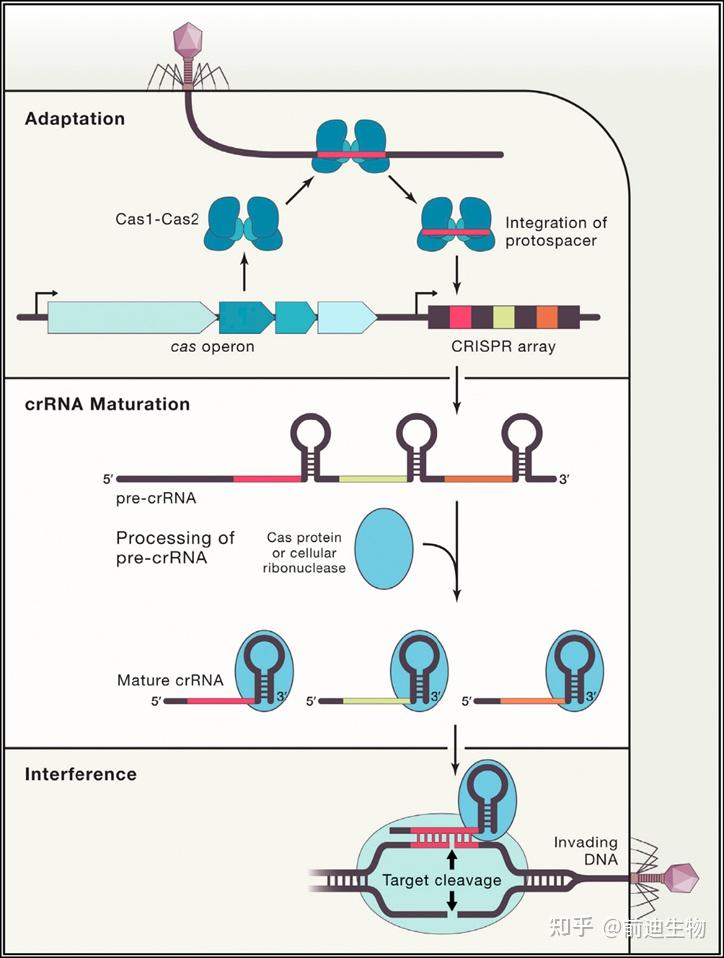 SHERLOCK技术简介 - 知乎