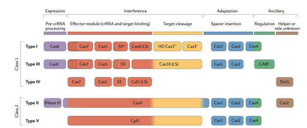 详解CRISPR/Cas系统与其应用 - 知乎