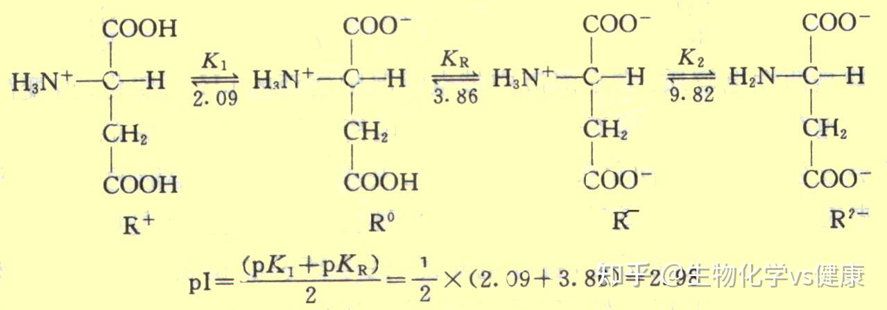 氨基酸和蛋白质的等电点 - 知乎