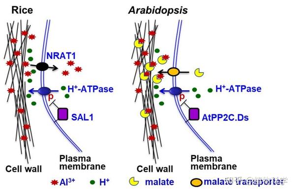 Plant Physiology | 中科院分子植物科学卓越创新中心黄朝锋研究组发现PP2C.D磷酸酶SAL1通过限制铝吸收正调控水稻抗铝毒的 ...