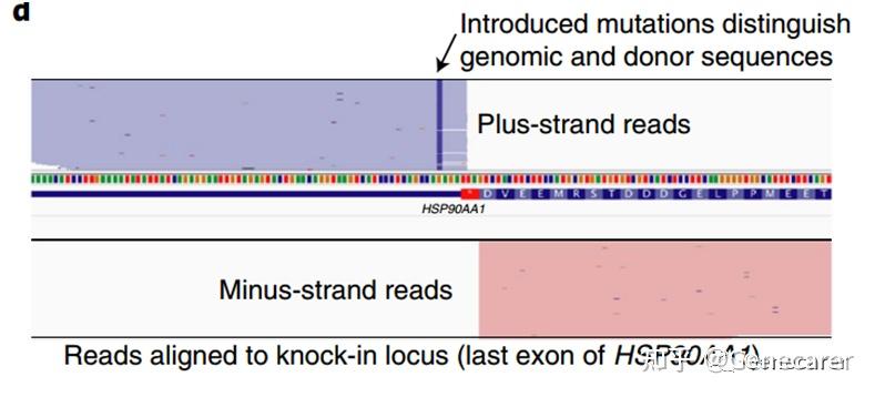 无切割基因敲入系统：dCas9-SSAP，主打一个Cleavage-Free！ - 知乎