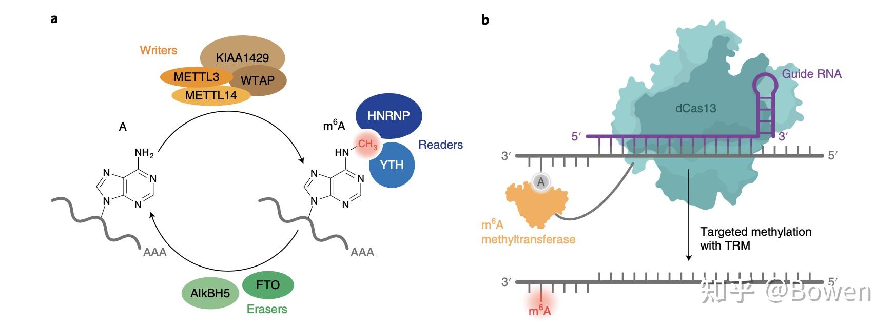 CRISPR-Cas13系统的分类、功能及应用 - 知乎