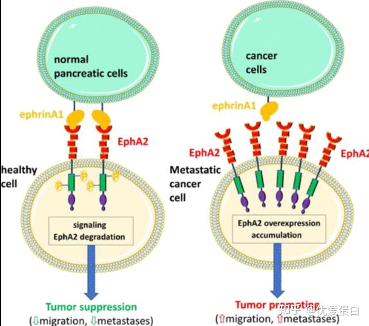 EphA2：肿瘤治疗的关键靶点 - 知乎