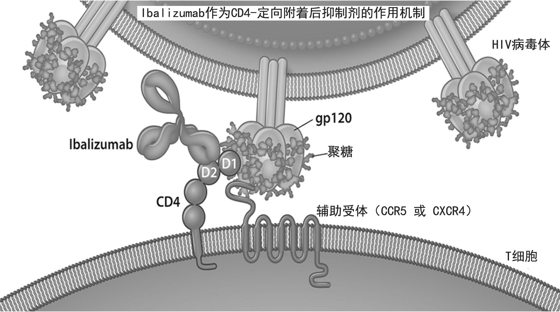 HIV-1药物Trogarzo美国标签更新，纳入90秒静脉推注剂量 - 知乎