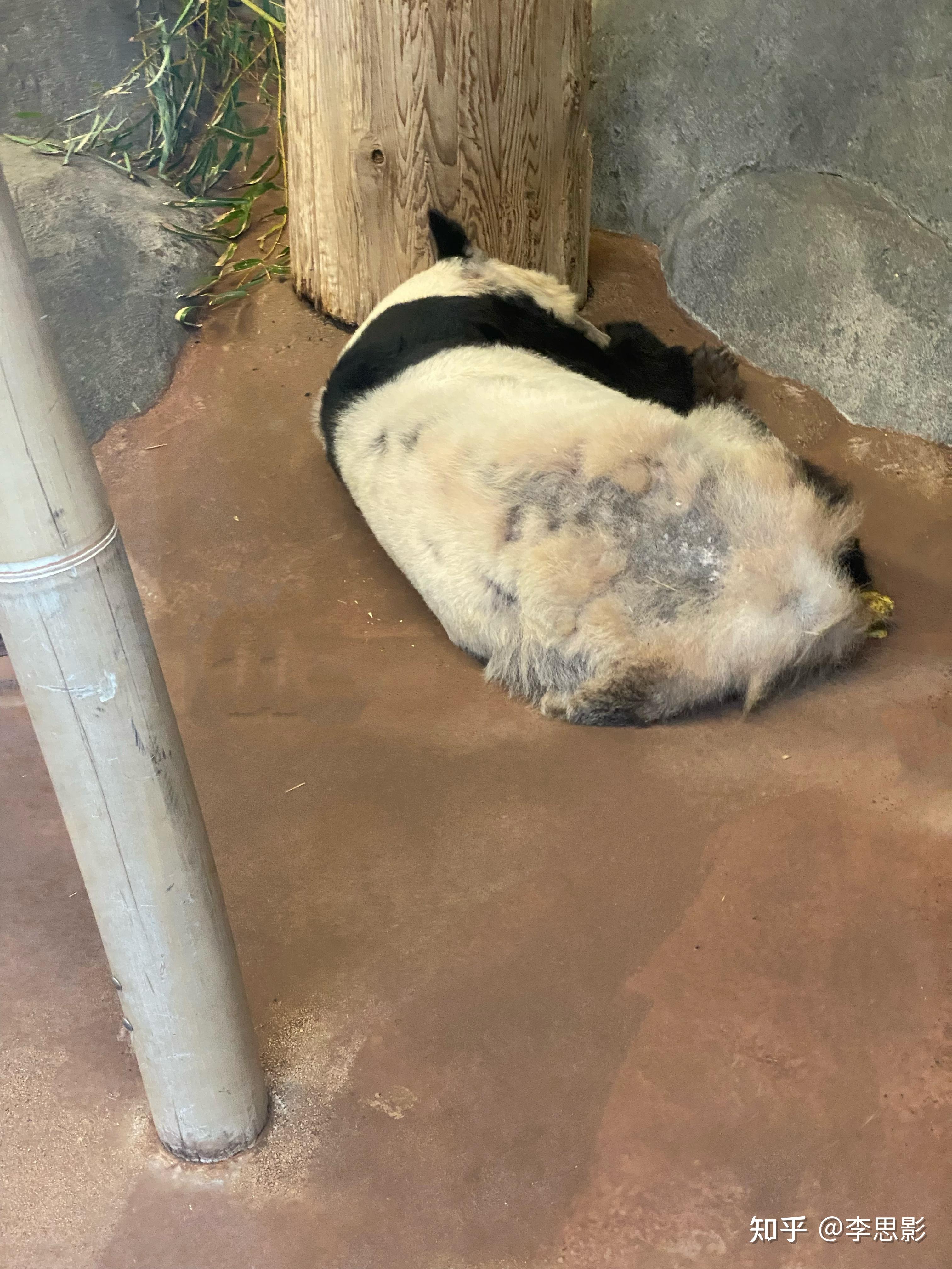 所有知乎人 请关注旅美大熊猫丫丫和乐乐 请大家发声 请不要沉默！ 知乎