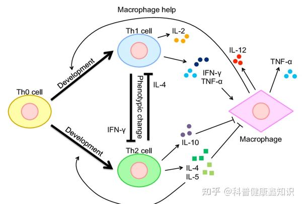 Th1与Th2细胞激素？决定生产的抗体种类 - 知乎