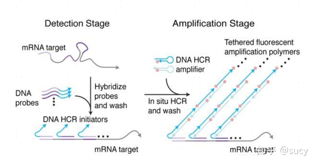 原位检测技术 - 知乎