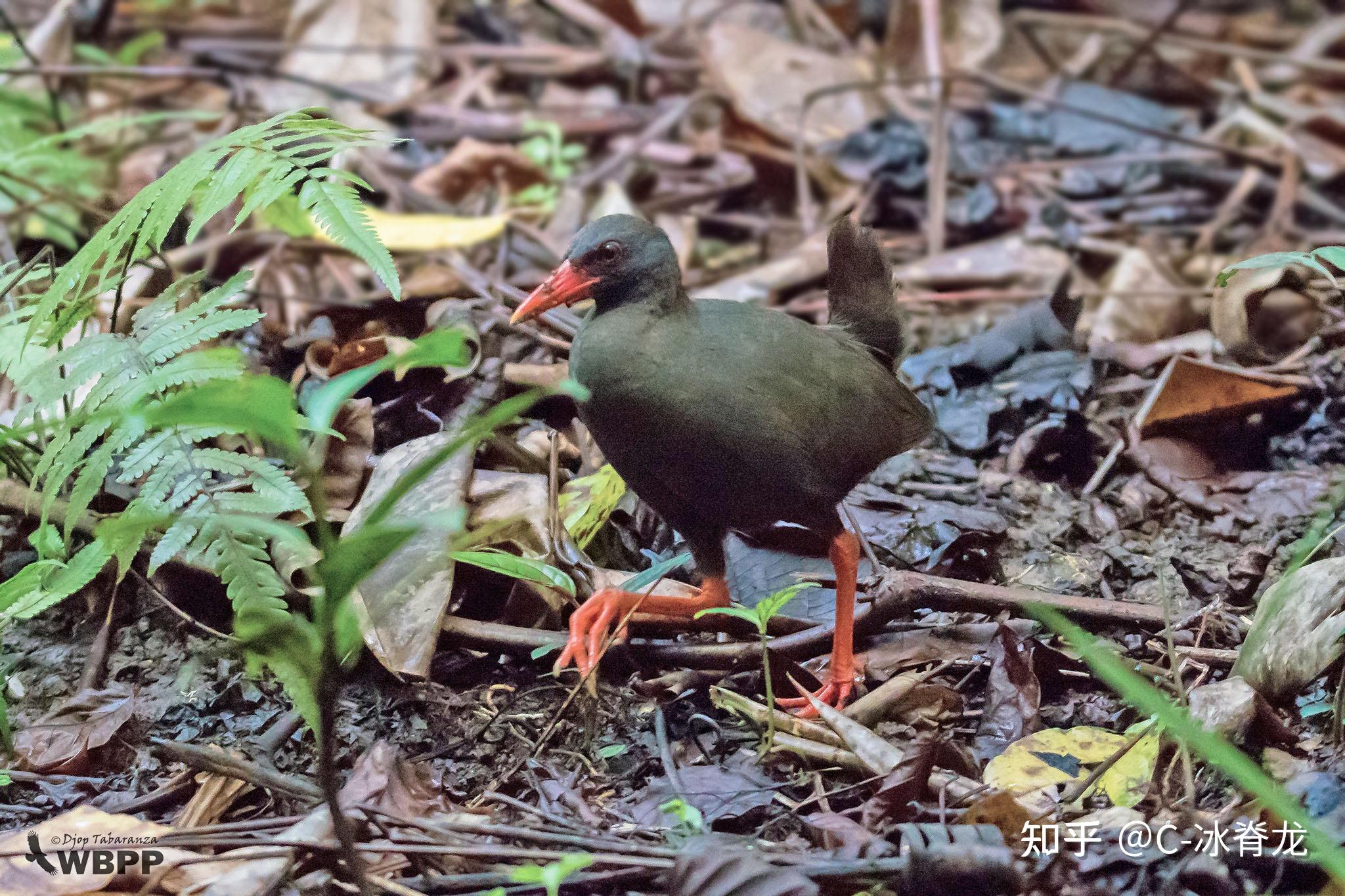 【神秘动物学】加拉鄢秧鸡（Calayan rail） - 知乎