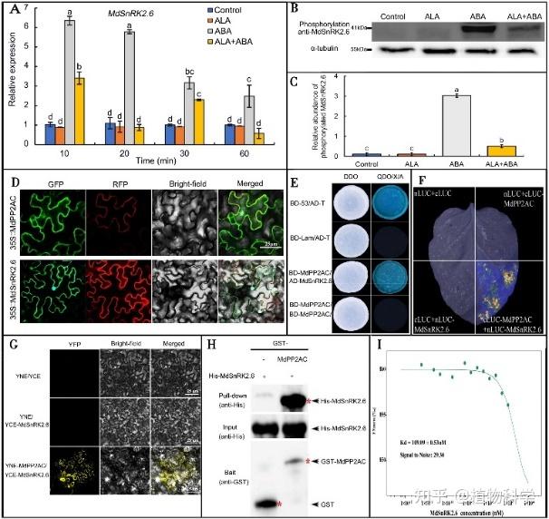 南京农业大学汪良驹教授团队在ALA逆转ABA诱导的苹果叶片气孔关闭机制研究上取得新进展 - 知乎