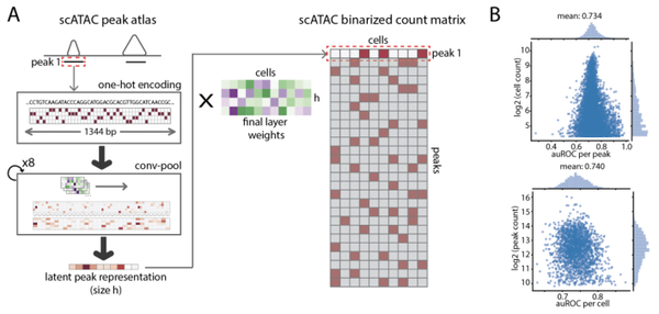 Nat. Methods | scBasset：基于DNA序列的单细胞ATAC-seq卷积神经网络建模 - 知乎