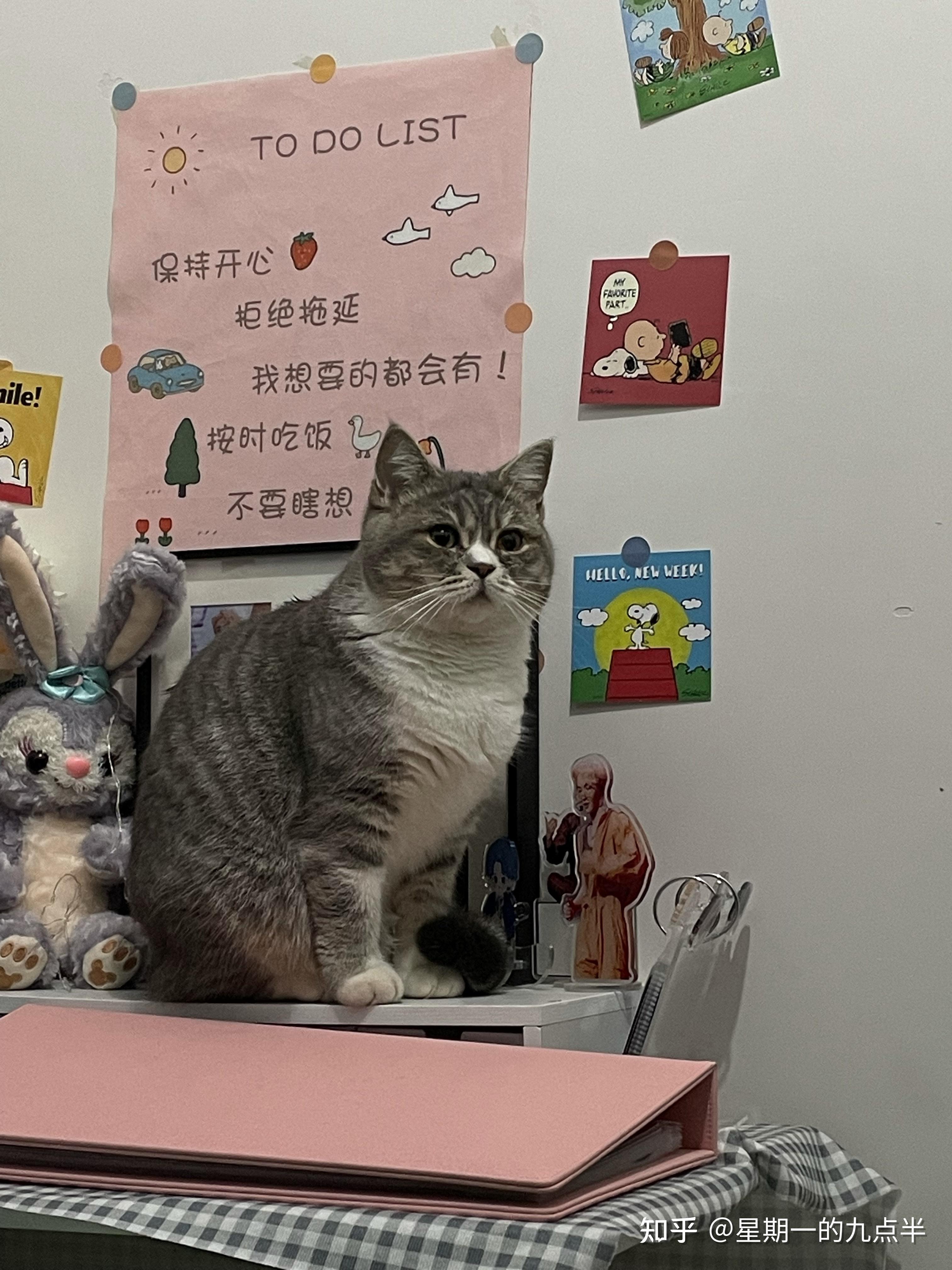 猫咪怎么减肥 知乎