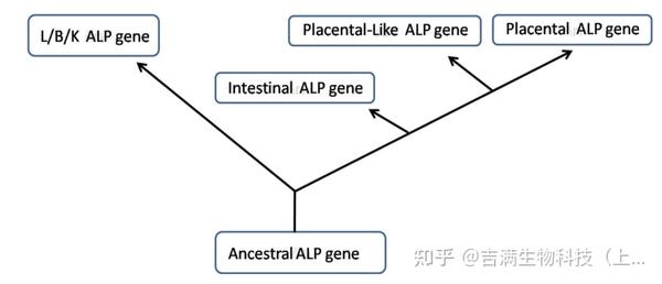 ALPPL2/ALPP: 具有肿瘤特异性的潜力靶点 - 知乎