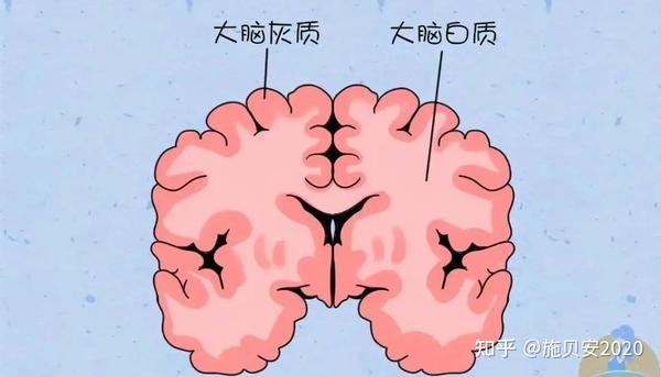 从脑科学角度告诉你，DHA到底是不是智商税？ - 知乎