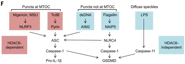 Science | HDAC6介导的特异性炎症小体激活新机制 - 知乎