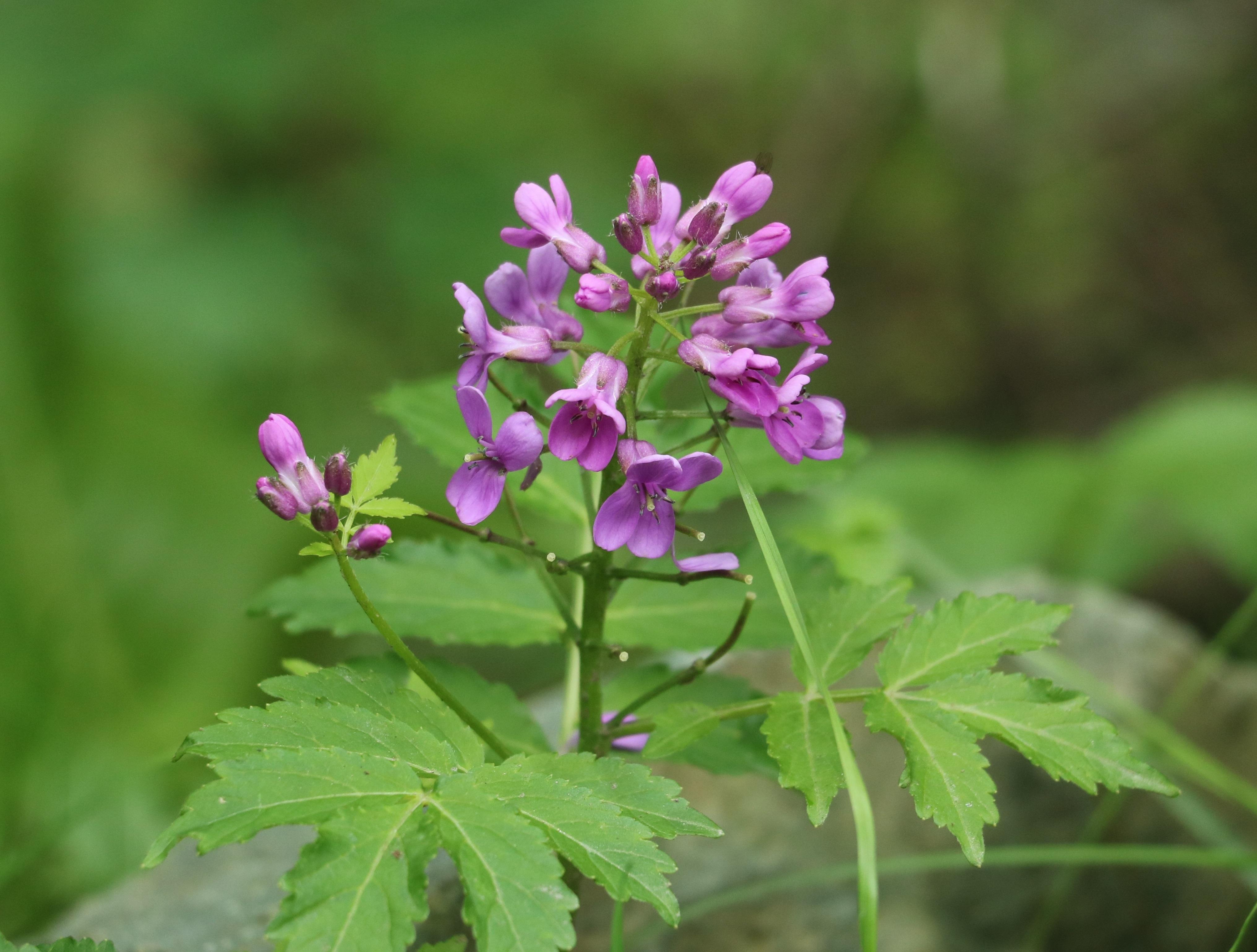 自然：足迹//横断山区植物小记十四：石竹科，十字花科 - 知乎