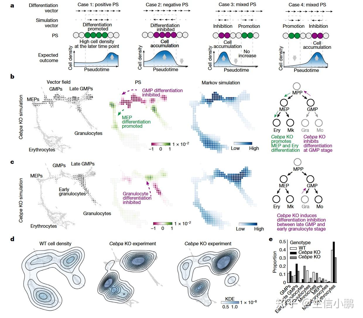 Nature | CellOracle|基因扰动研究基因功能|基因调控网络+虚拟干预 - 知乎