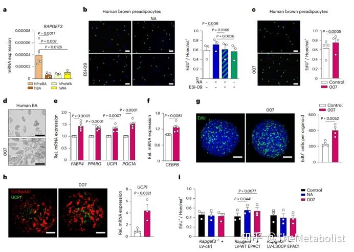 代谢学人--NCB: “热辣滚烫”的秘密：唤醒脂肪EPAC1 - 知乎